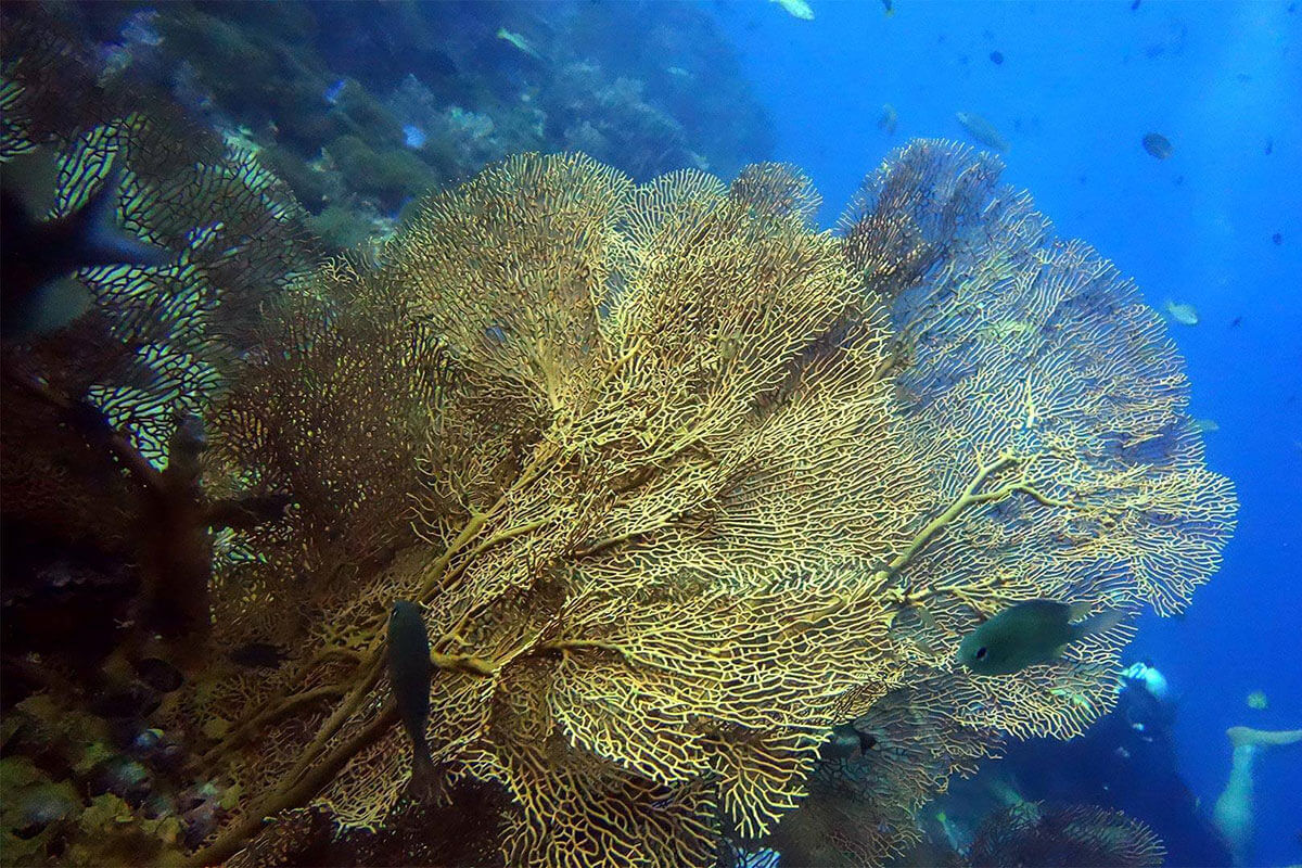 Shark Point - Diving in Phuket, Thailand | DIVERSAINT